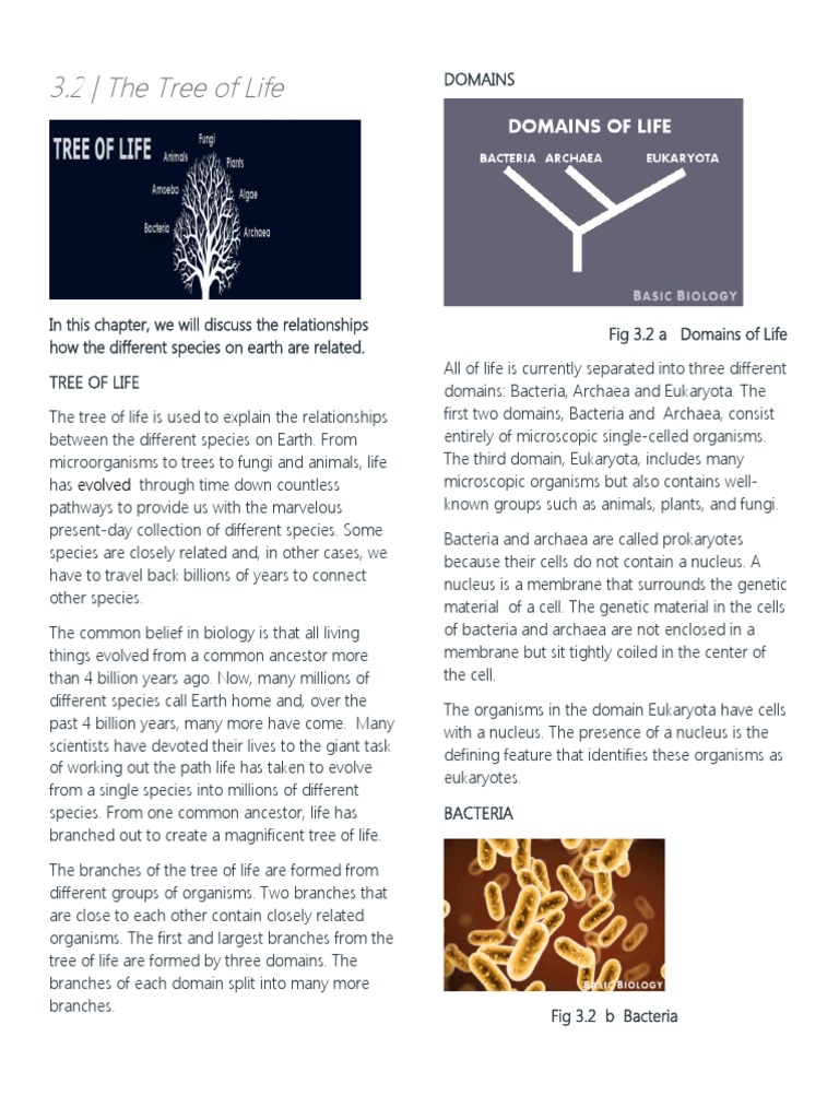 3.2 - The Tree of Life: Evolved | PDF | Archaea | Microorganism