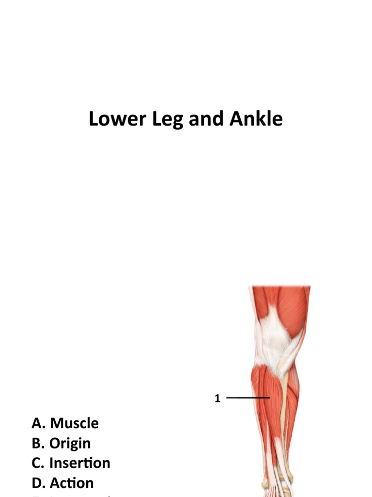 Lower Leg and Ankle | PDF | Wellness