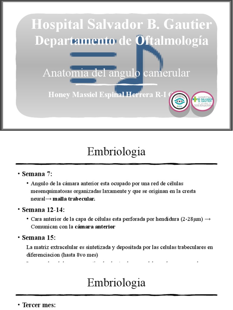 Anatomia Del Angulo Camerular | PDF | Tejido conectivo | Endotelio