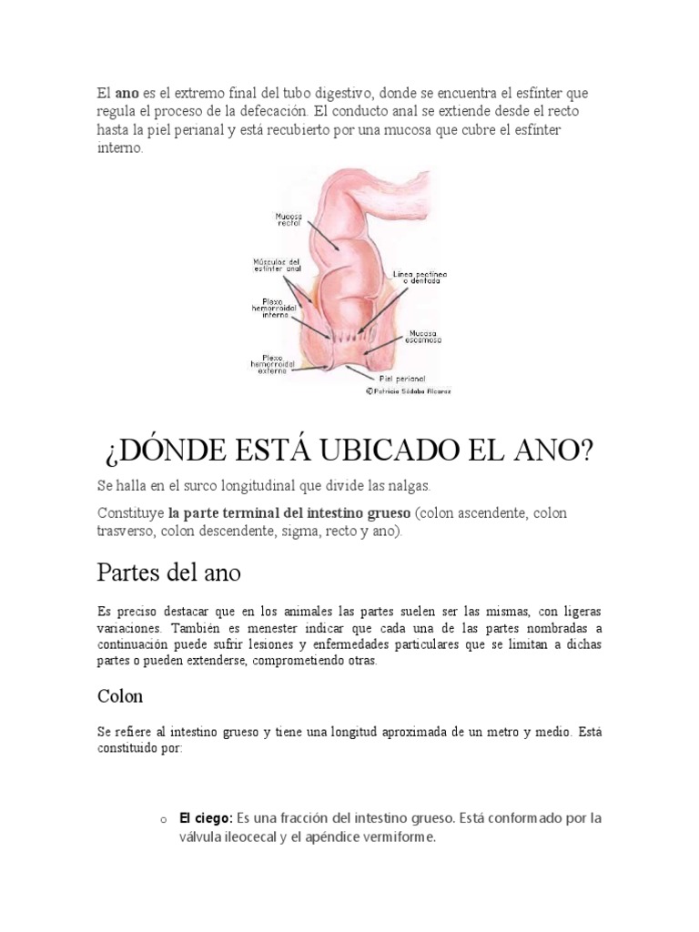¿Dónde Está Ubicado El Ano? | PDF | Recto | Intestino grueso
