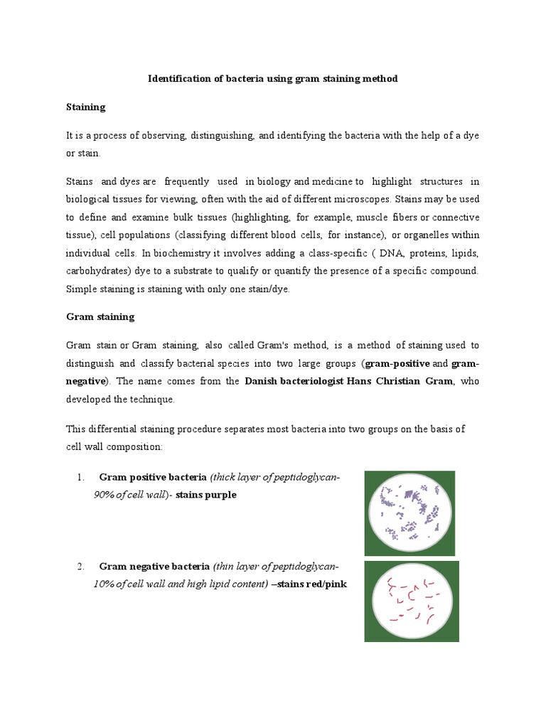 Identification of Bacteria Using Gram Staining Method | PDF | Staining ...