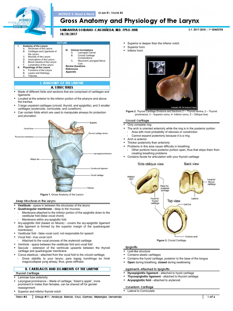 Gross Anatomy and Physiology of The Larynx: Samantha Soriano-Castañeda ...