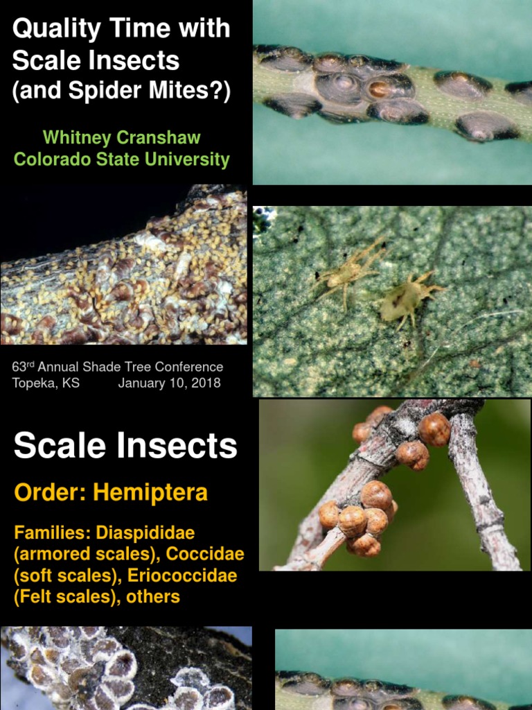 Quality Time with Scale Insects: An In-Depth Look at Scale Insect ...