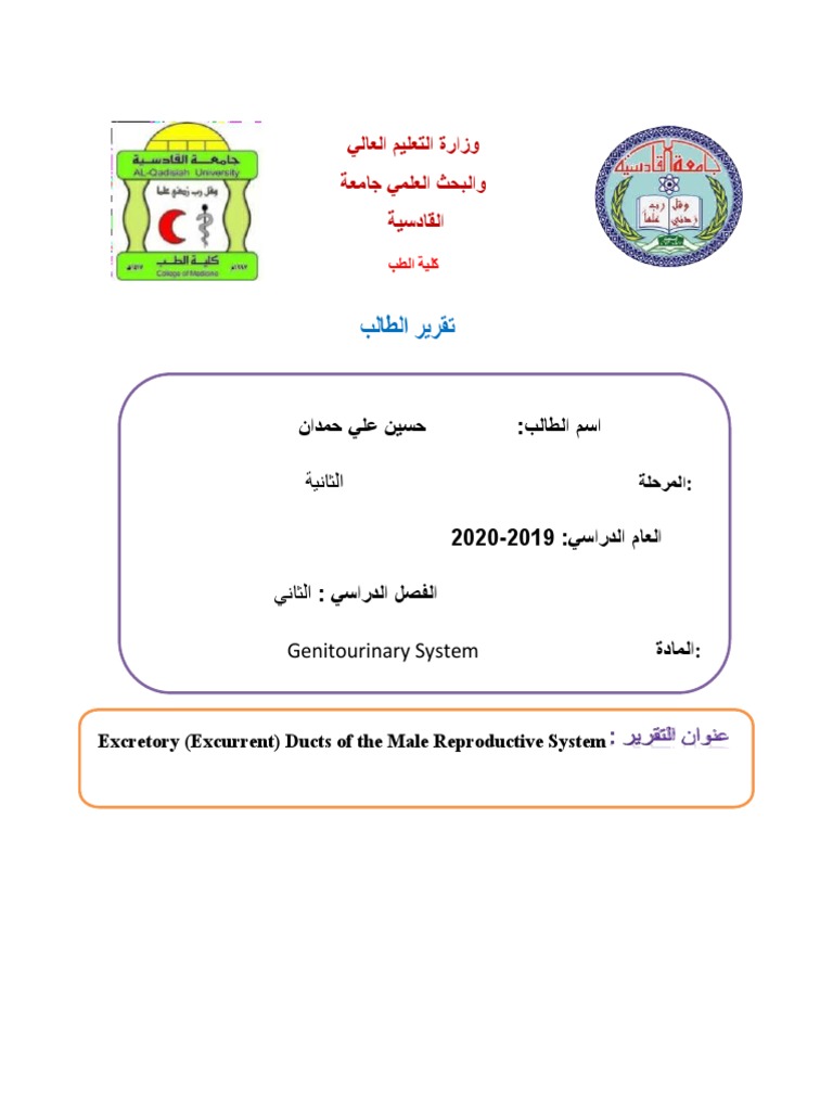 Excurrent Ducts of The Male Reproductive System - Hussain Ali Hamdan ...