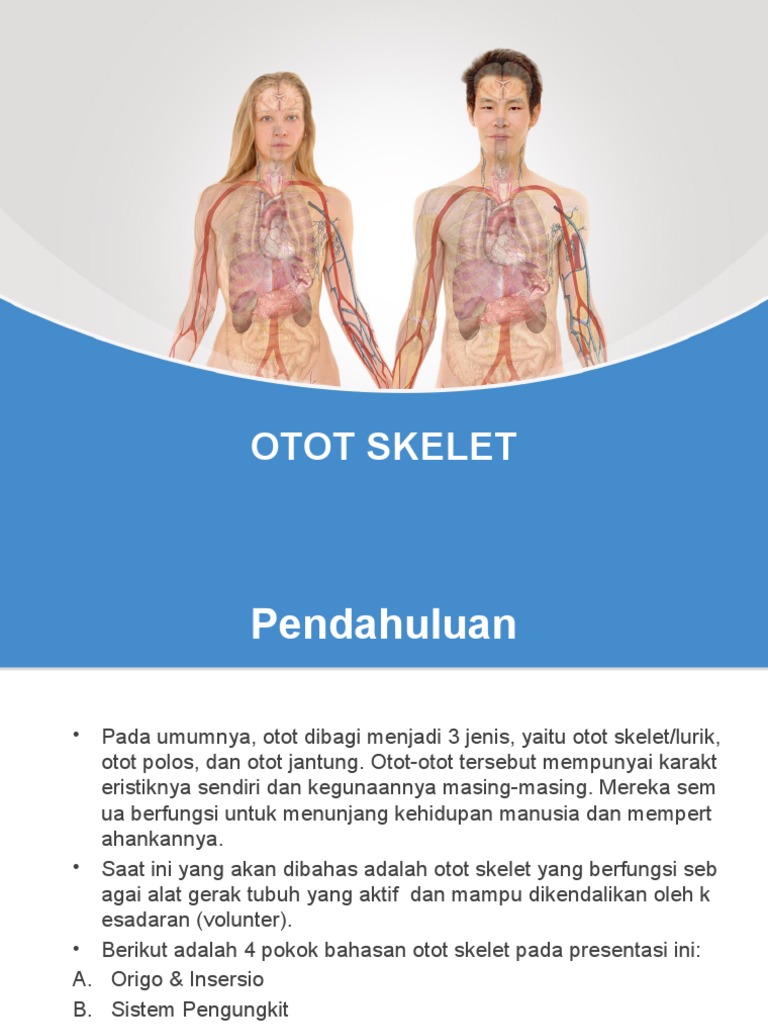 Otot Skelet | PDF