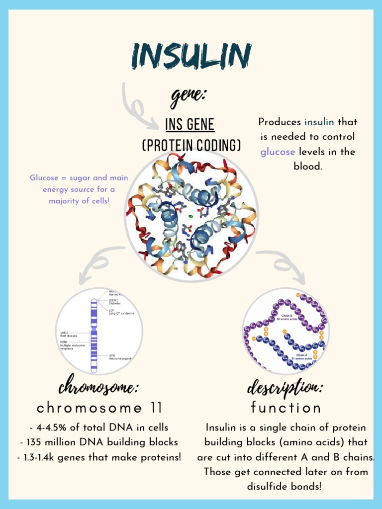 Insulin Gene on Chromosome 11 | PDF | Proteins | Gene
