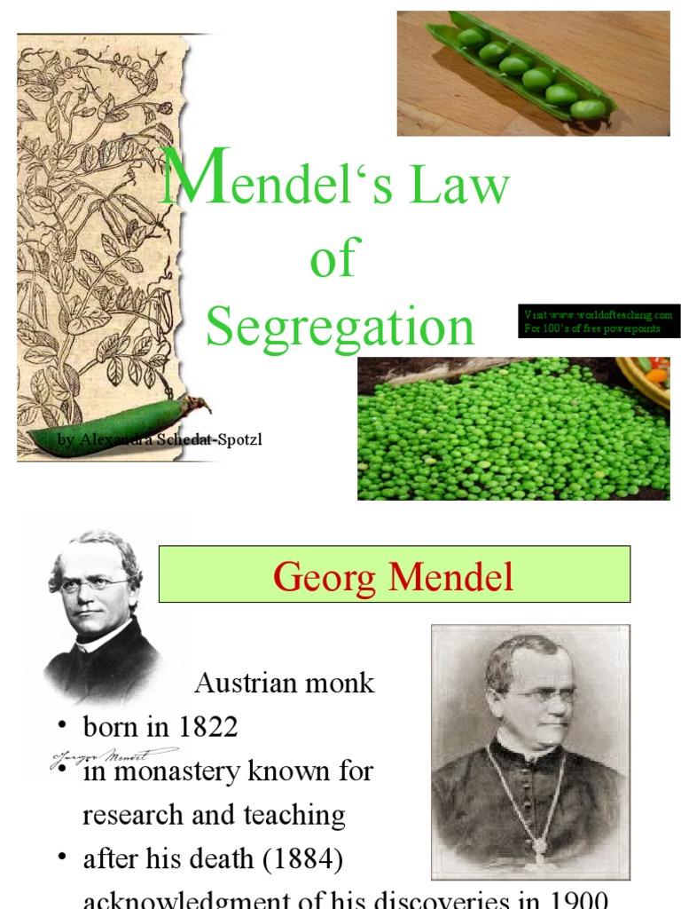 Mendel's Law of Segregation Explained | PDF | Dominance (Genetics) | Allele