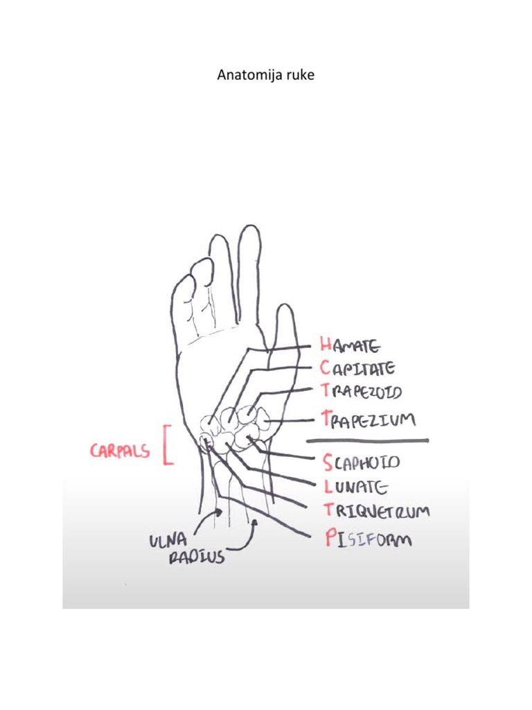 Anatomija Ruke | PDF