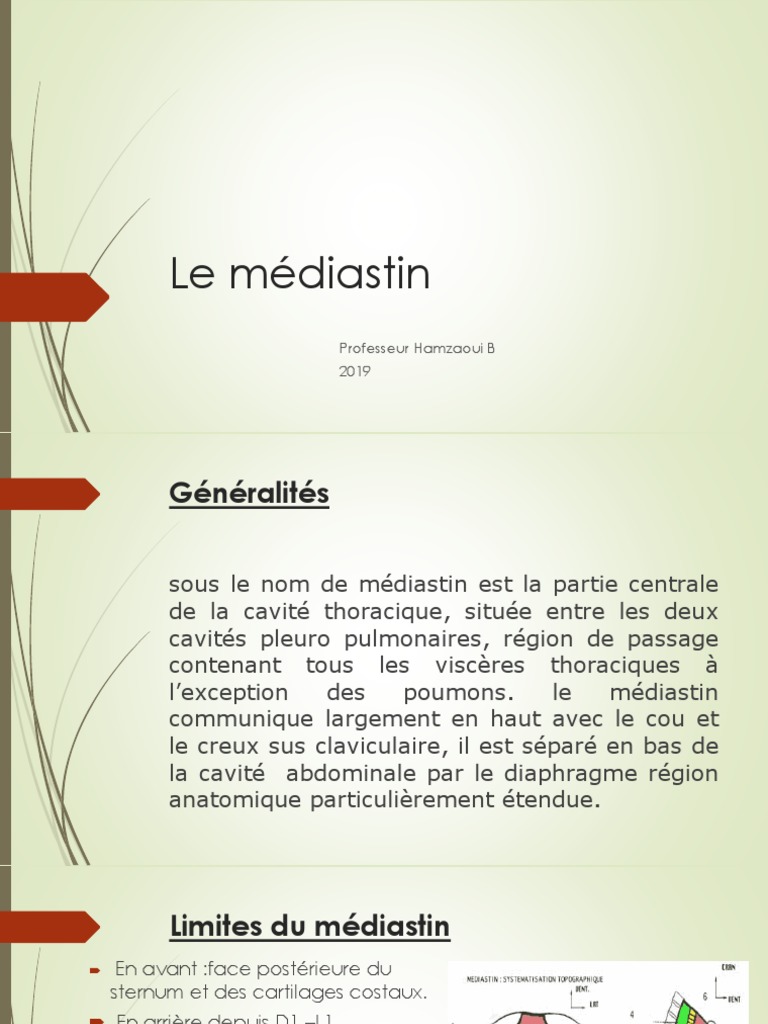 Anatomie du médiastin en détail | PDF | Aorte | Thorax