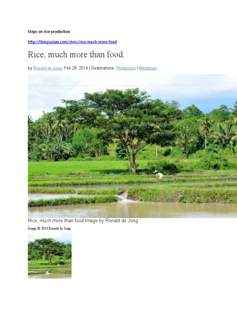 Steps On Rice Production and Rice Milling Process | PDF