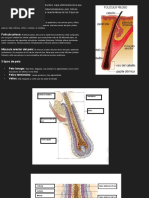 Acrodisostosis | PDF | Clavo (anatomía) | Ciencias de la Salud