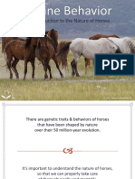 Pony Club C Test | PDF | Horse Gait | Horses