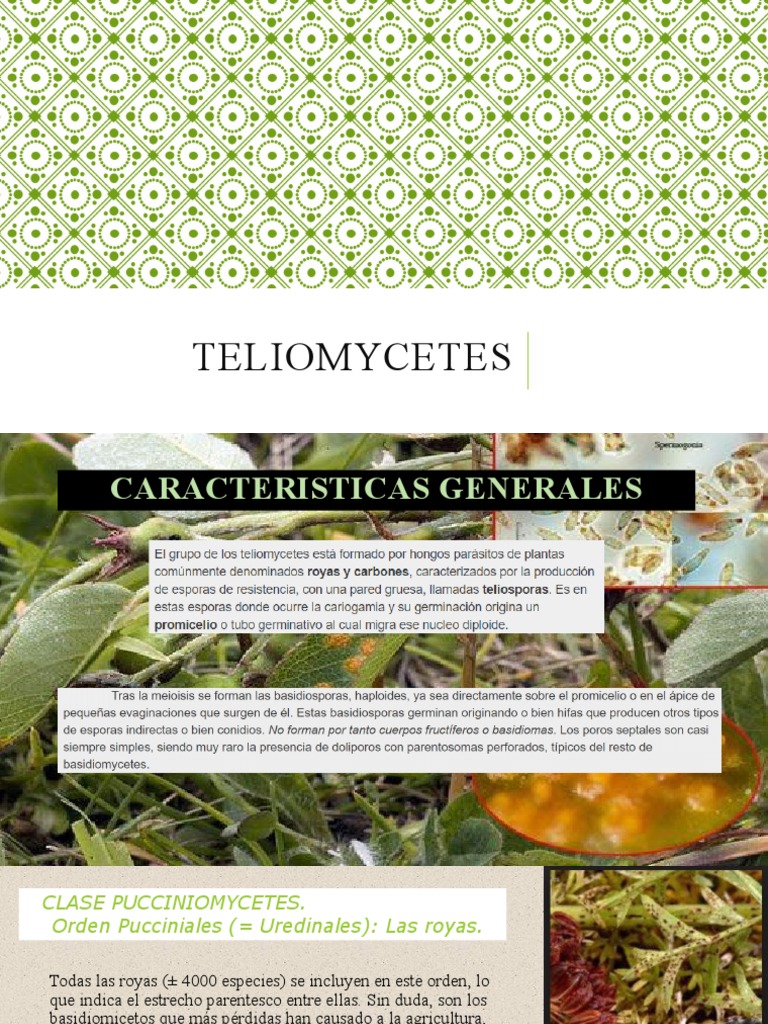 Teliomycetes | PDF | Hongo | Organismos