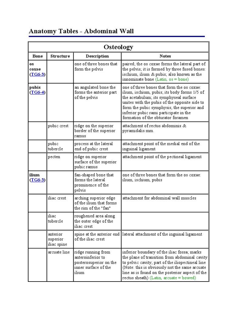 Anatomy Tables - Abdominal Wall Osteology: Bone Structure Description ...