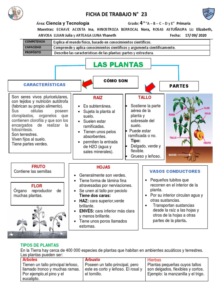 N° 23 Ficha Ciencia y Tecnología-Las Plantas | PDF | Tallo de la planta ...
