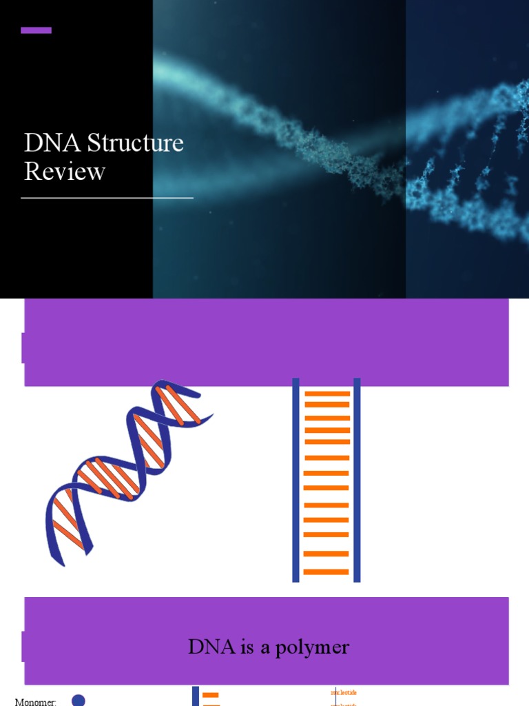 DNA Structure | PDF