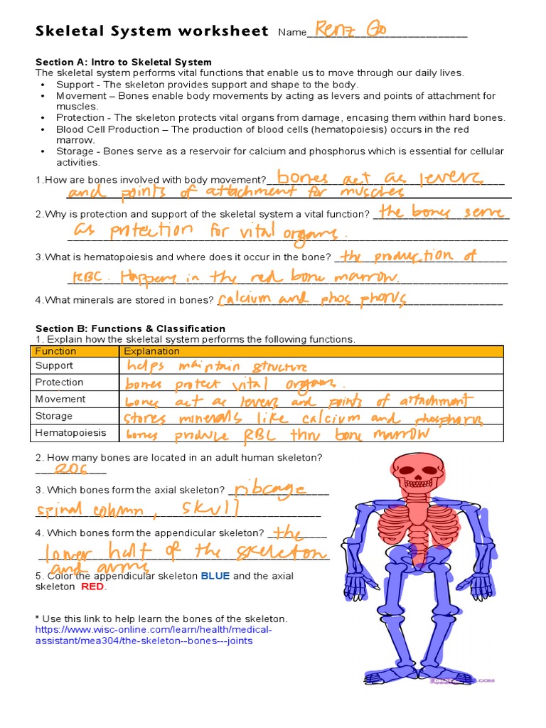 Skeletal System Worksheet | PDF | Bone | Skeleton