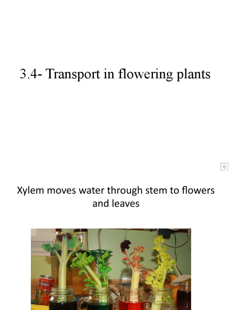 Water Transport in Flowering Plants | PDF