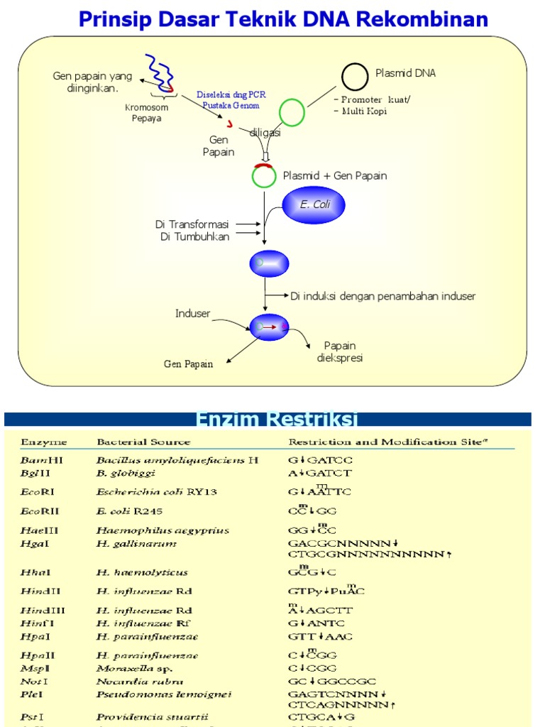 Prinsip Dasar Teknik DNA Rekombinan | PDF | Molecular Cloning ...