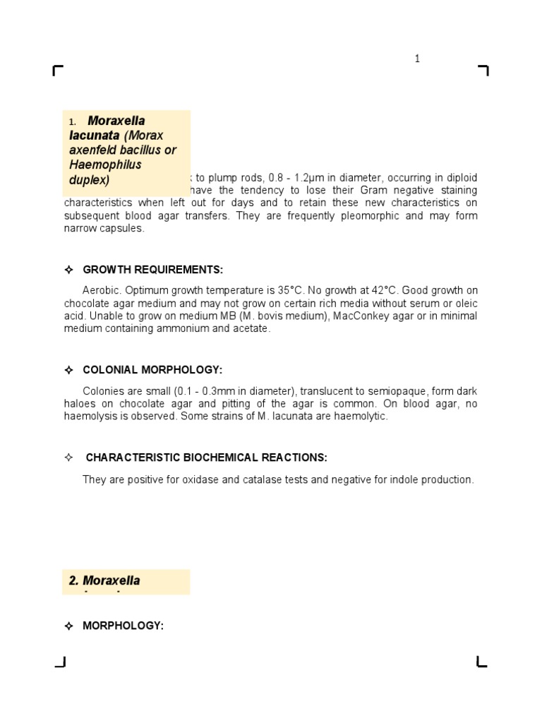 Moraxella Lacunata (Morax: Axenfeld Bacillus or Haemophilus Duplex ...