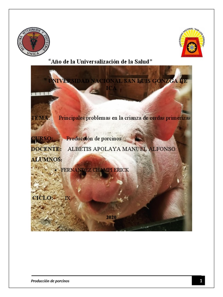 Manejo de Cerdas Primerizas | PDF | Diarrea | Cerdo doméstico