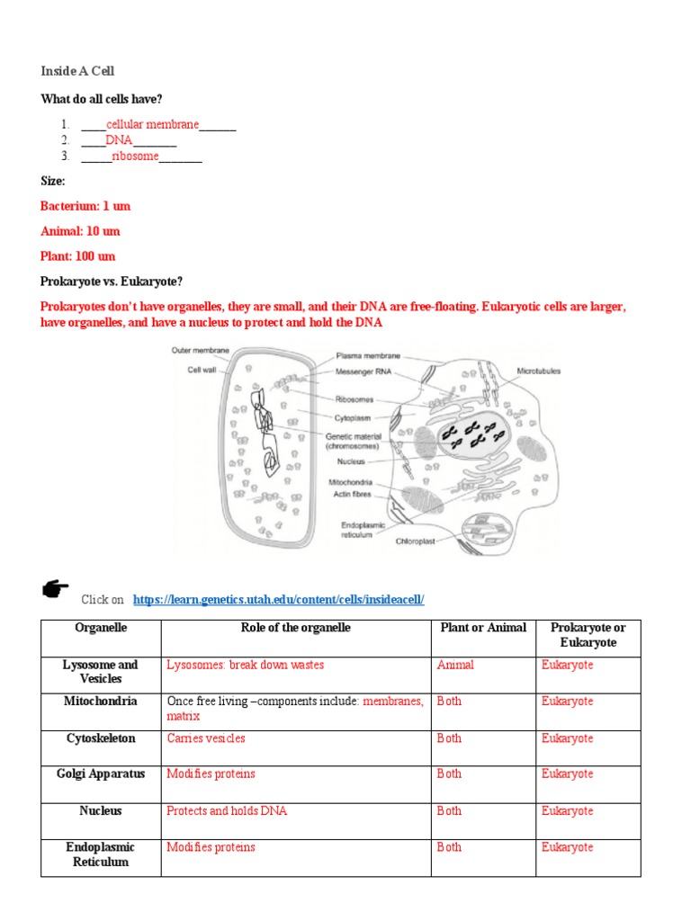 Cell Organelle Ws 1 | PDF | Endoplasmic Reticulum | Eukaryotes