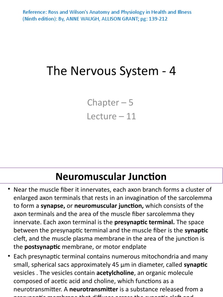 The Nervous System - 4: Chapter - 5 Lecture - 11 | PDF | Chemical ...
