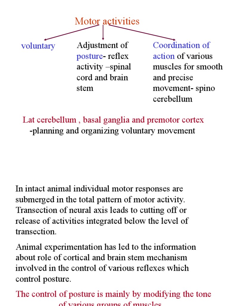 Postural Reflexes | PDF | Cerebellum | Motor Neuron