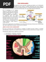 Motoneuronas Alfa y Gamma | PDF | Neurona motora | Músculo