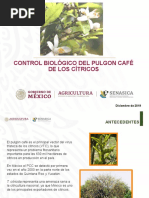 Control Etológico | PDF | Feromona | Insectos
