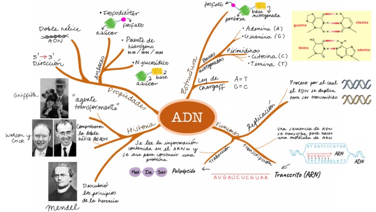 Mapa Mental ADN | PDF
