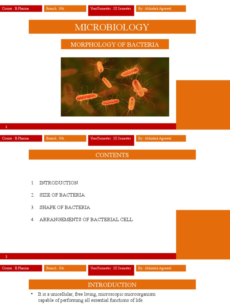 Microbiology: Morphology of Bacteria | PDF | Bacteria | Bacillus