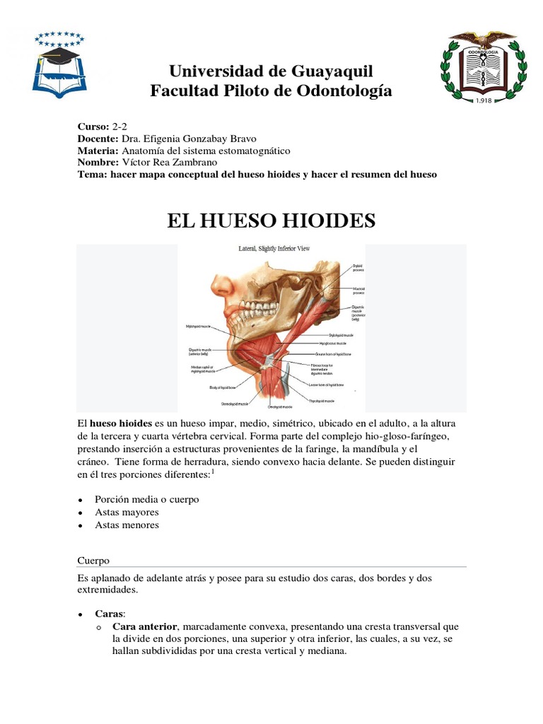 Hueso Hiodes Mapa Resumen | PDF | Anatomía humana | Sistema ...