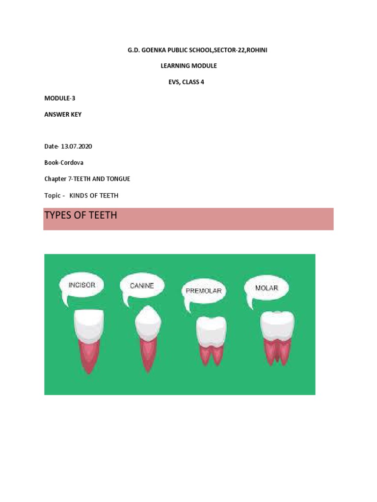 Types of Teeth: G.D. Goenka Public School, Sector-22, Rohini Learning ...