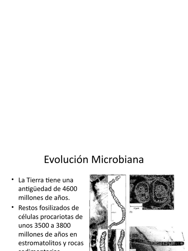 Evolución Microbiana | PDF