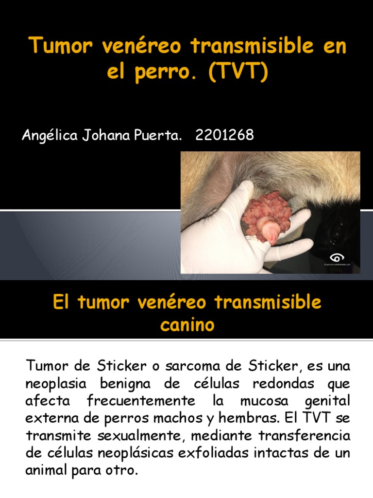Tumor Venéreo Transmisible en El Perro | PDF | Neoplasias | Sarcoma