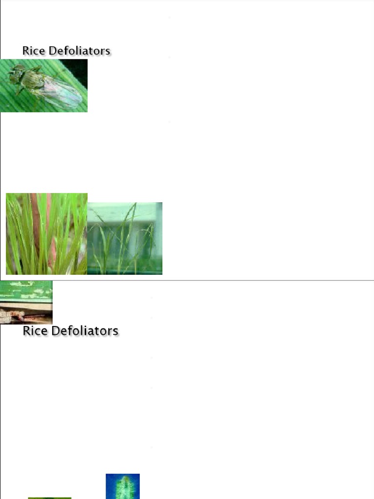 Rice Whorl Maggot (Hydrellia (Diptera: Ephydridae: Philippina Ferino ...