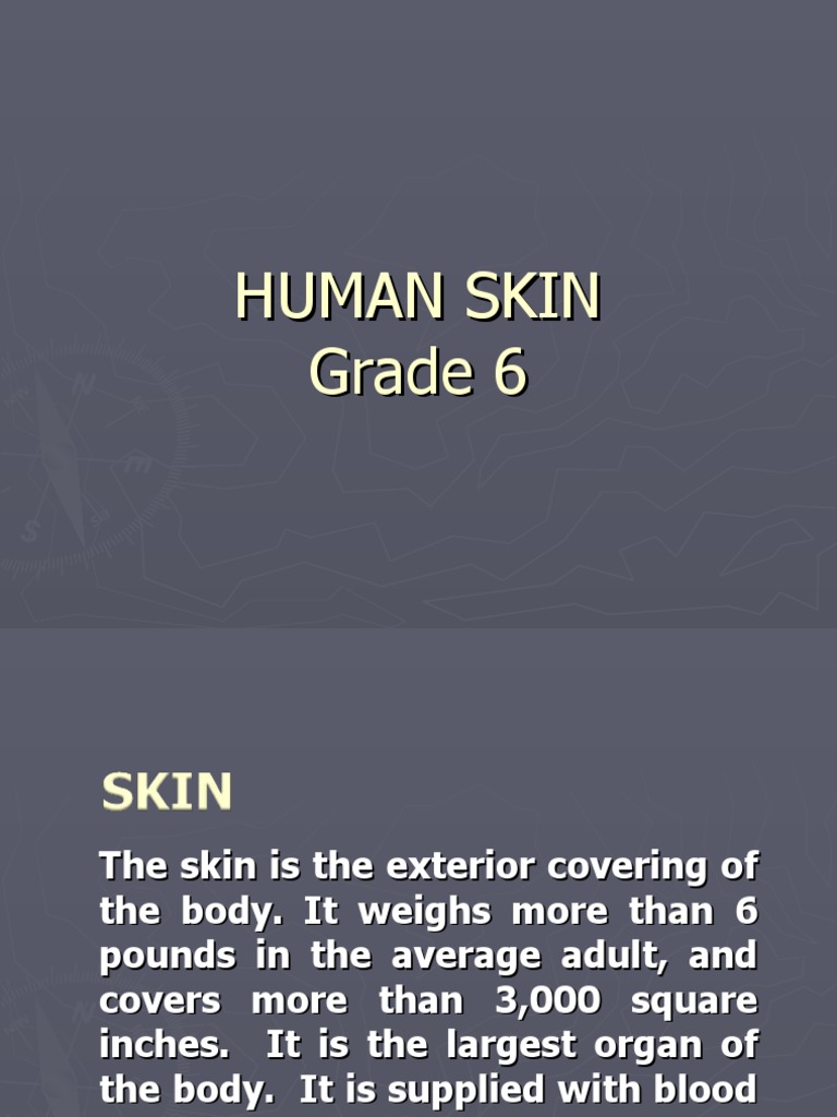 Human Skin Grade 6 | PDF | Skin | Epidermis