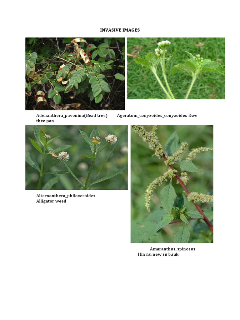 INVASIVE IMAGES Words | PDF | Plants | Flora