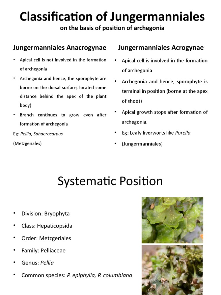 Classification of Jungermanniales: Jungermanniales Anacrogynae ...