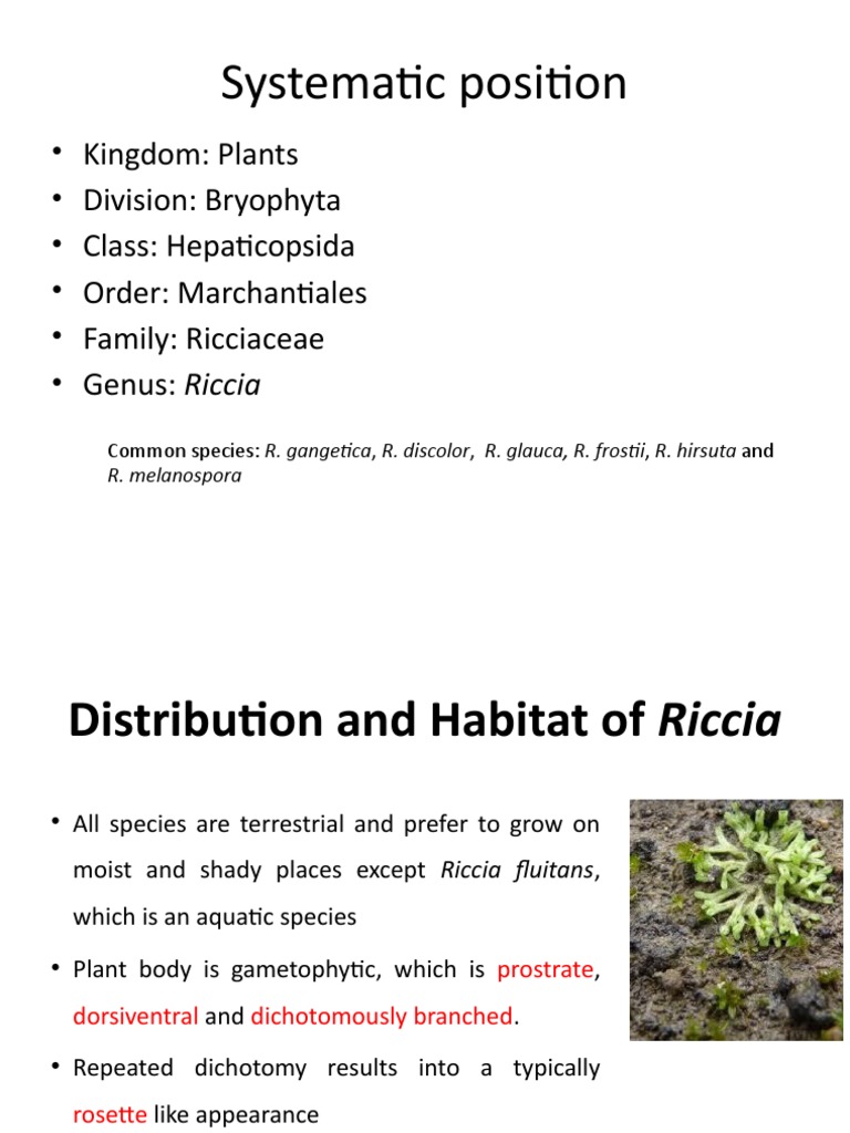 Anatomy, Reproduction, and Life Cycle of the Liverwort Genus Riccia ...