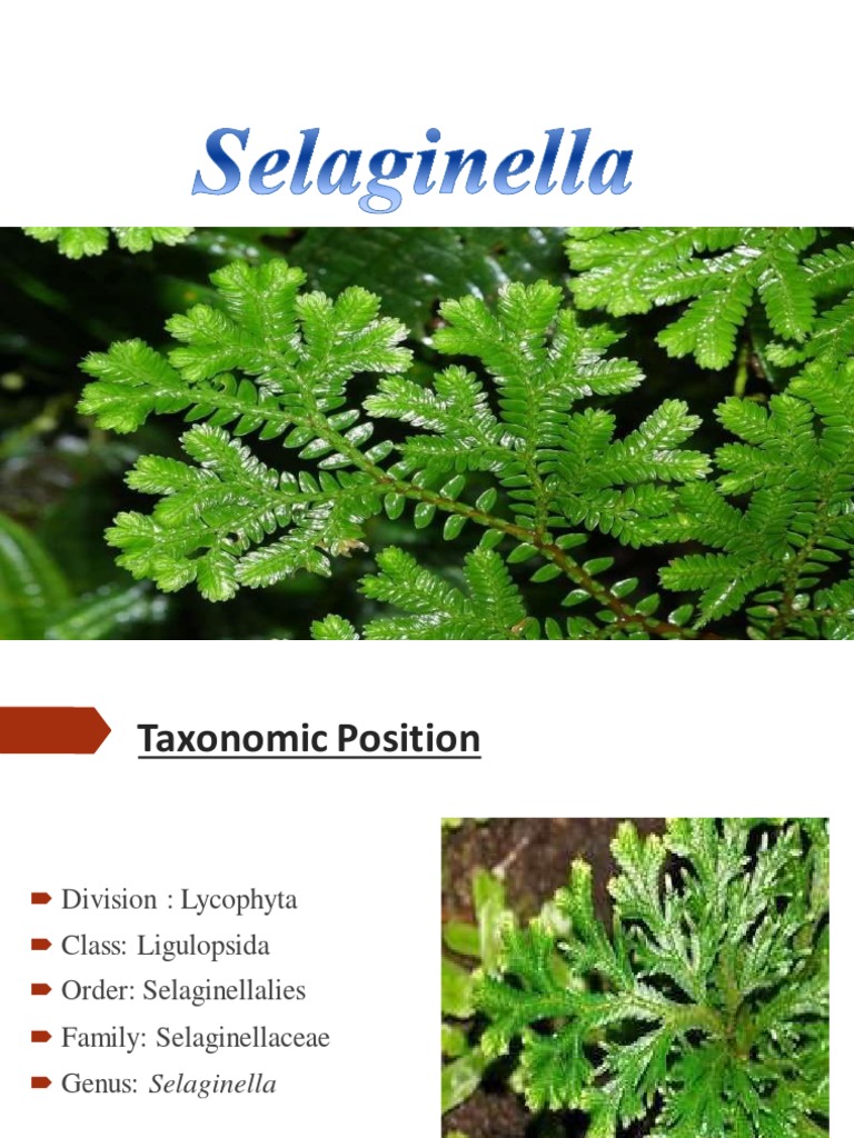 Sellaginella Morphology | PDF | Leaf | Root