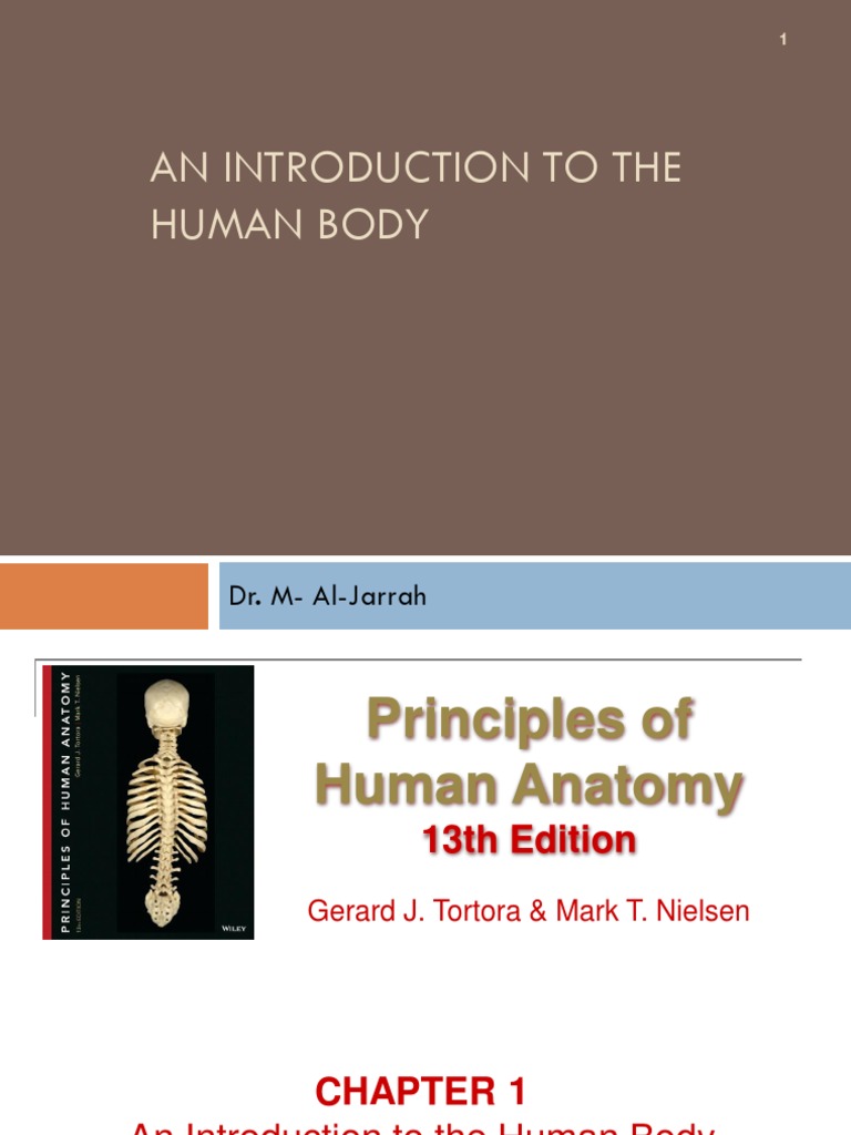 Introduction To Human Body | PDF | Anatomical Terms Of Location | Human ...