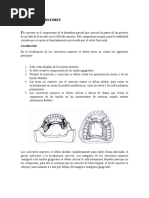Tabla de Medidas para Dientes Permanentes | PDF | Anatomia dental | Diente