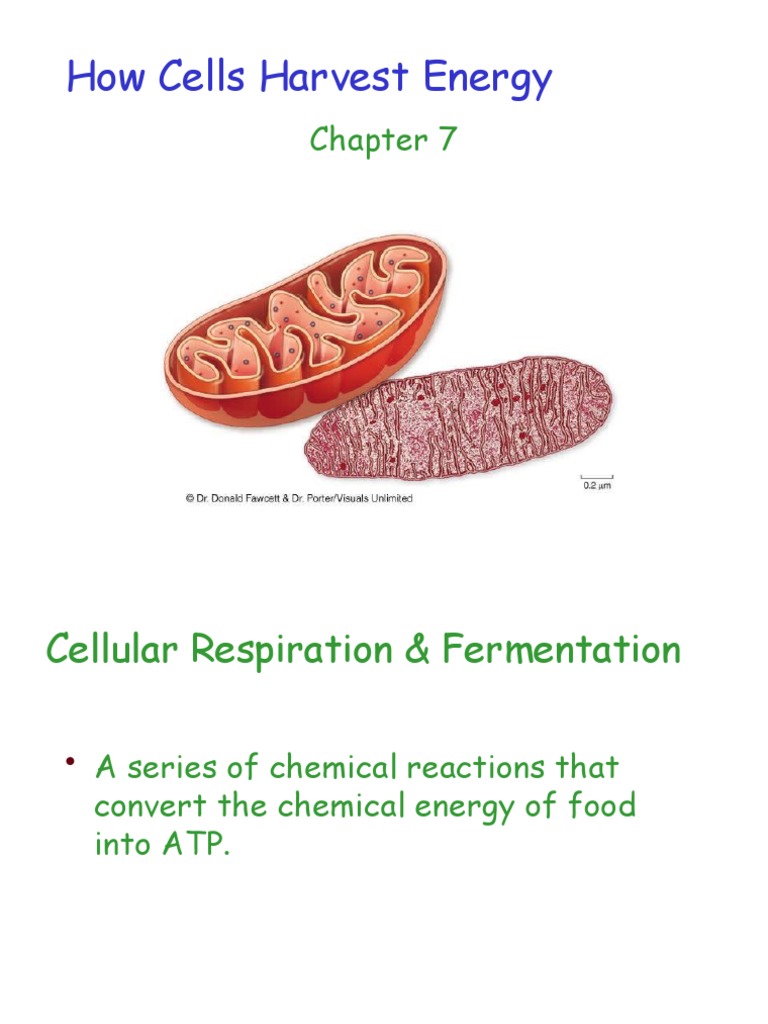 How Cells Harvest Energy | PDF | Cellular Respiration | Metabolism