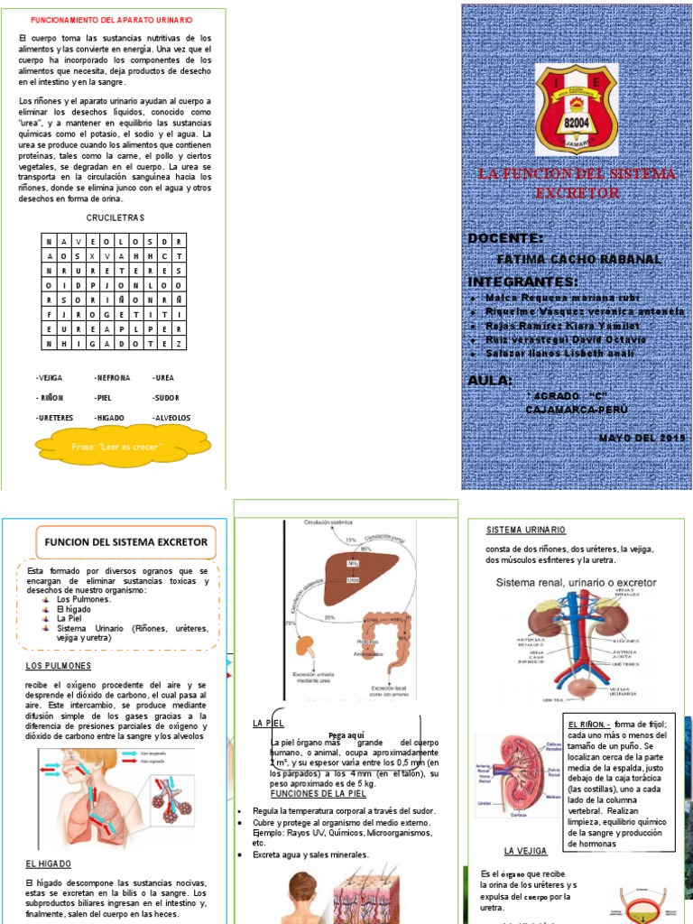 Triptico de La Funcion Del Sistema Excretor | PDF | Sistema urinario | Riñón