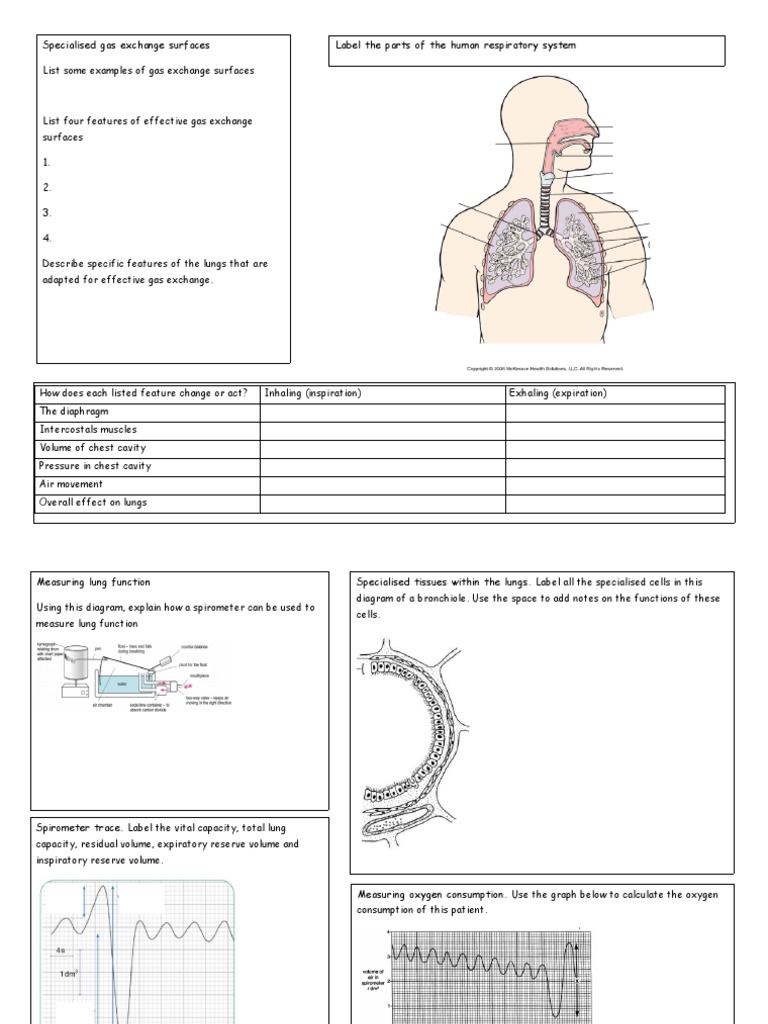 Exchange and Breathing Revision Sheets | PDF