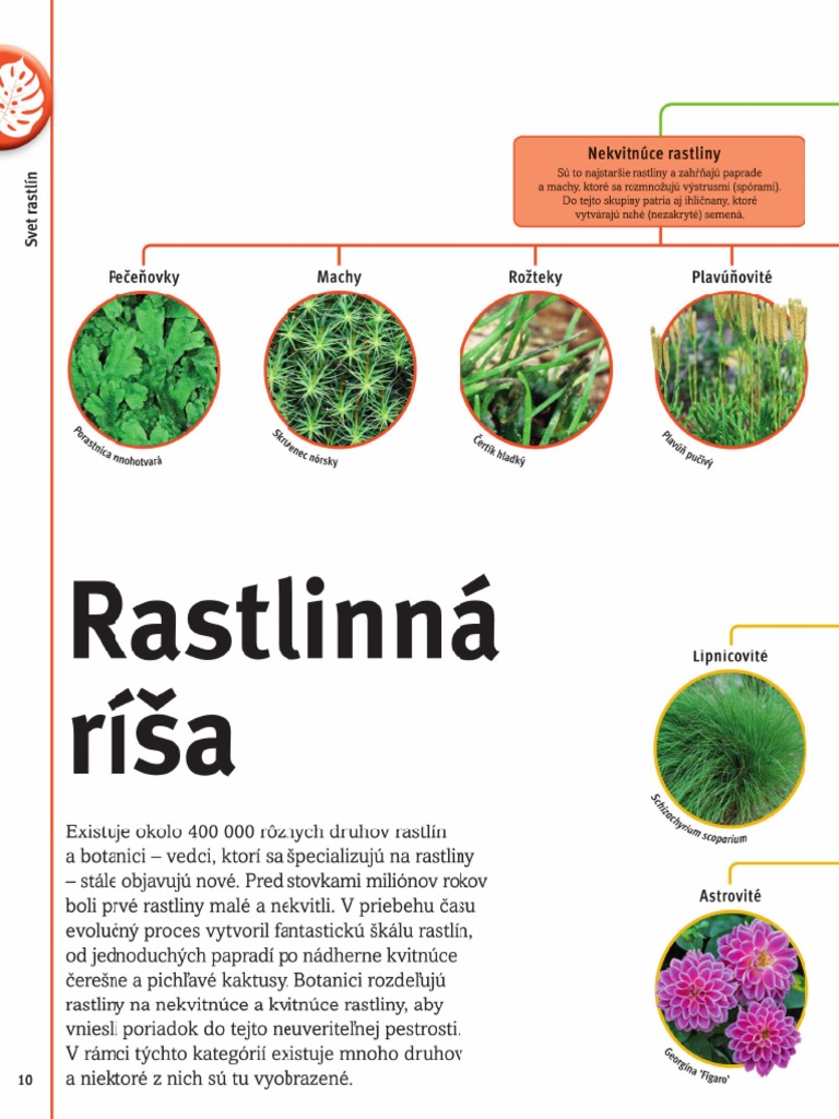 Stromy, Listy, Kvety A Semená. Obrazová Encyklopédia Rastlinnej Ríše ...
