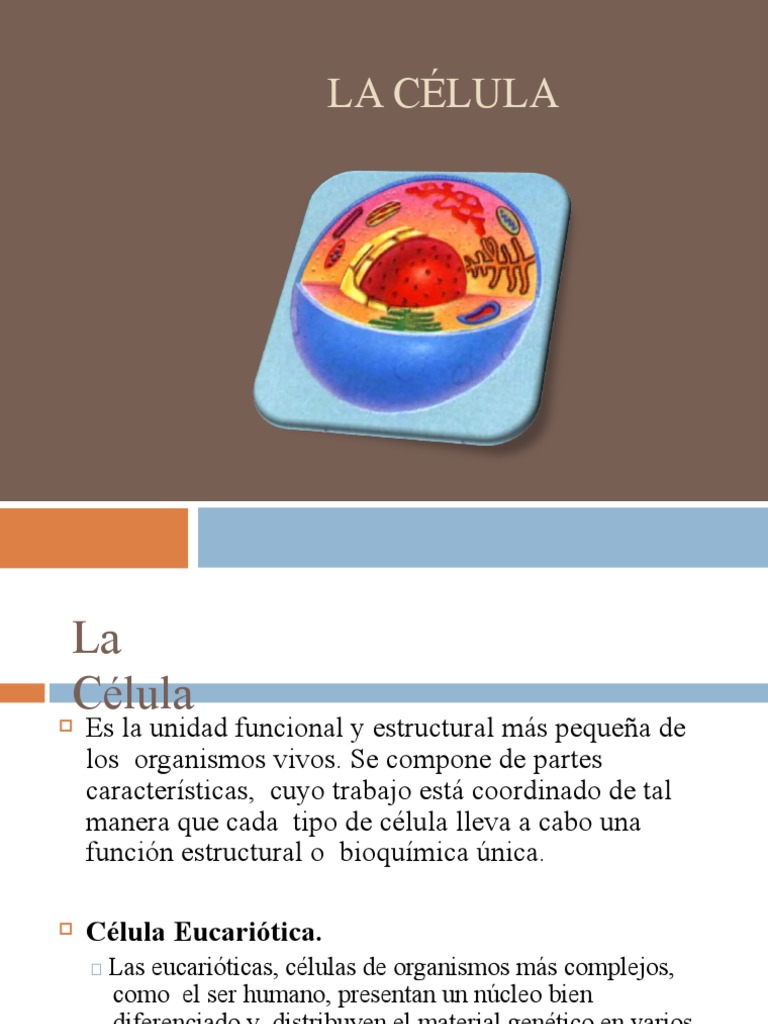 Anatomia Y Fisiología de La Celula | PDF | Citoplasma | Retículo ...