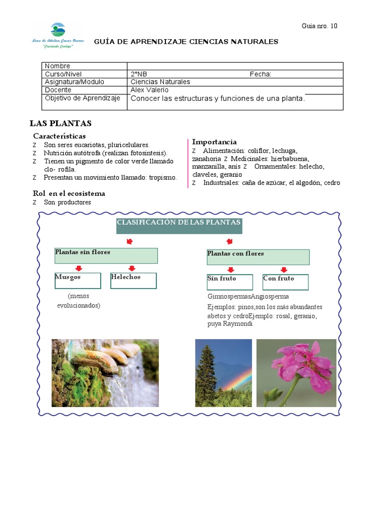 Guía de Aprendizaje Ciencias - Clasificación de Las Plantas | PDF ...